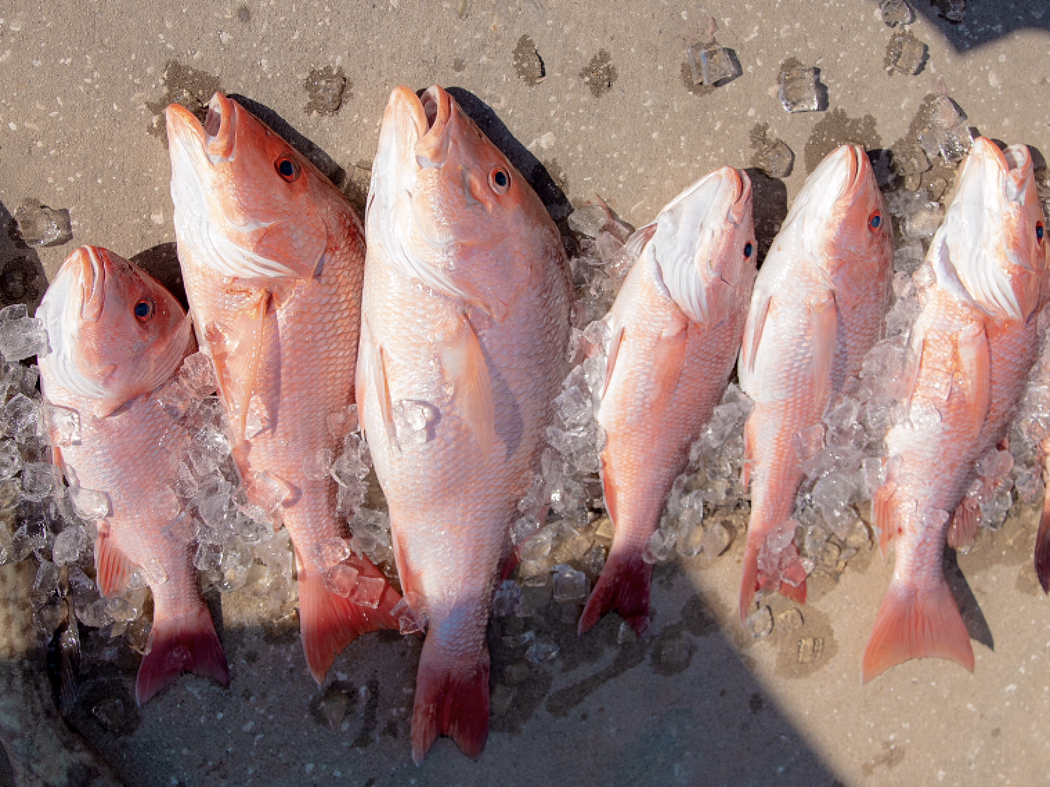 Catching the Gulf’s Prize: A Guide to Red Snapper Season in Clearwater ...