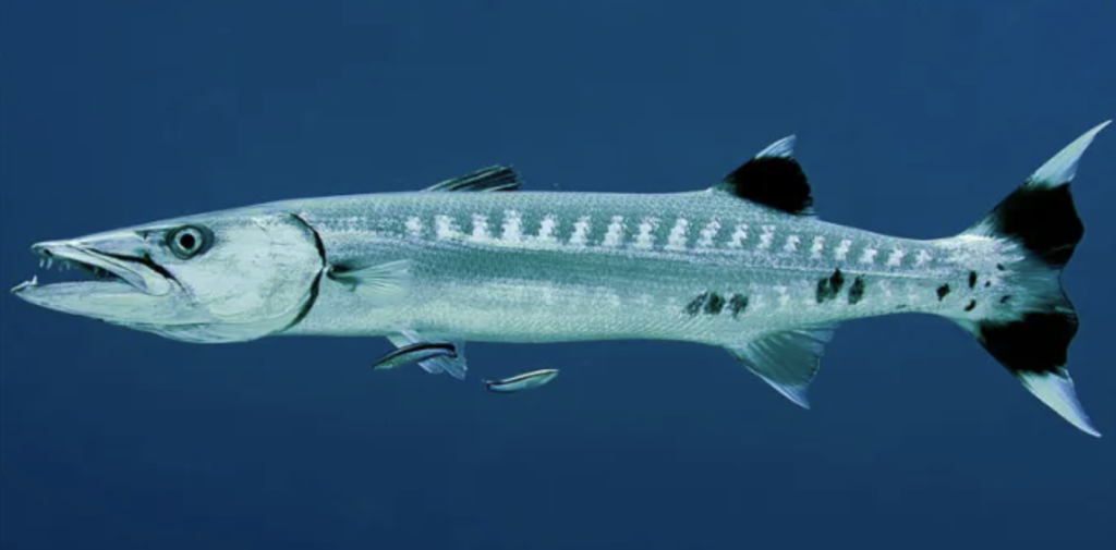 Hooking the Elusive Barracuda: A Guide to Fishing the Gulf of Mexico’s ...