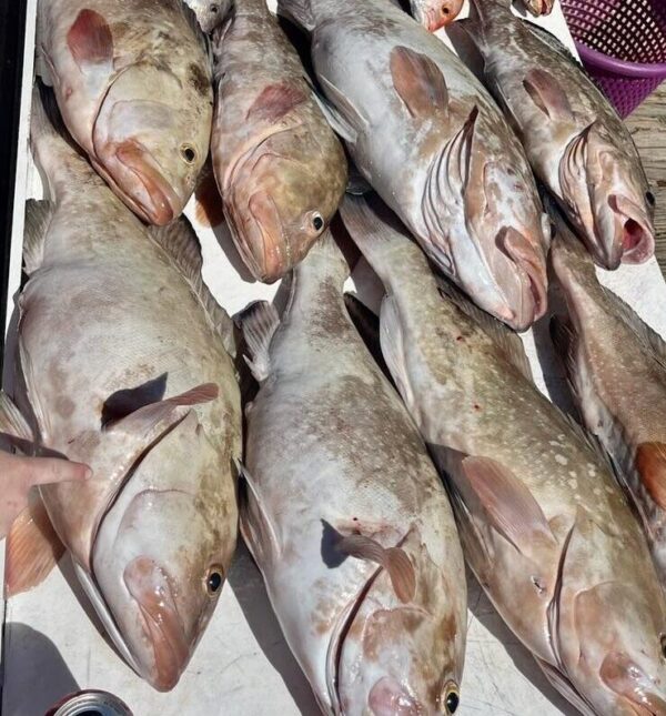 Fish of the Month | Red Grouper – Stella Fishing Co.