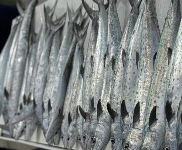 Fish of the Month | Spanish Mackerel – Stella Fishing Co.